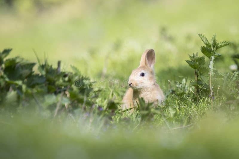 Rabbit on grassland stock photo. Image of furry, cute - 138821948