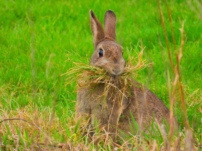 Rabbit in a Grassy Field with a Mouthful of Dry Grass, Looking Alert ...