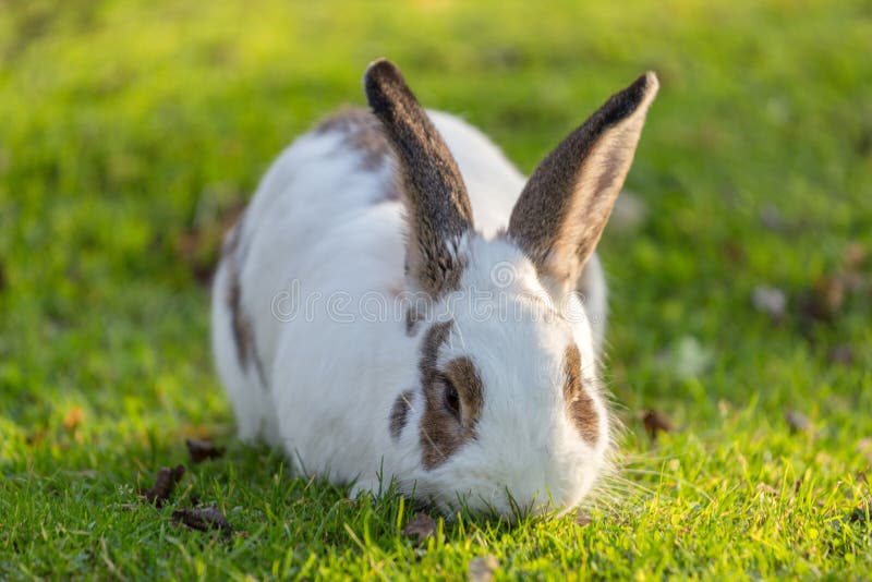 Rabbit Grazing on the Grass. Stock Image - Image of holiday, hair ...