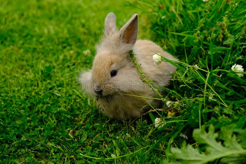 Rabbit Grazing Grass on Meadow Stock Photo - Image of flower, mammal ...