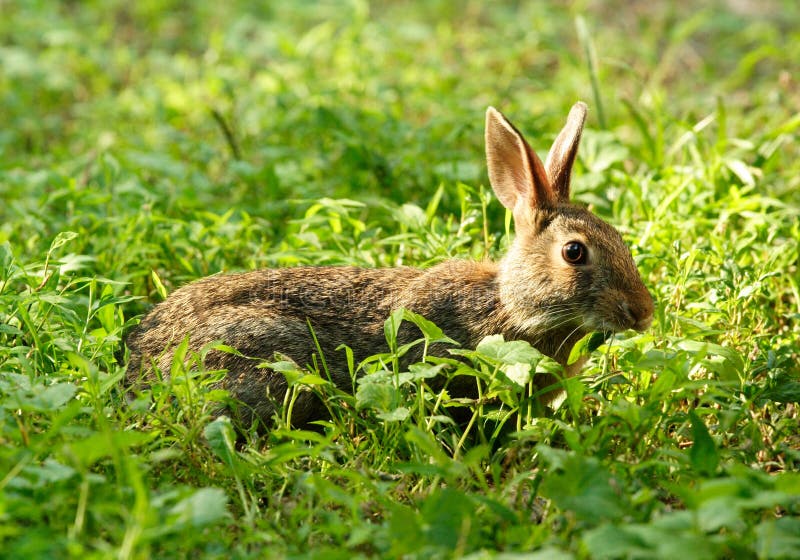 Rabbit in green stock image. Image of hare, grazing, brown - 4756759