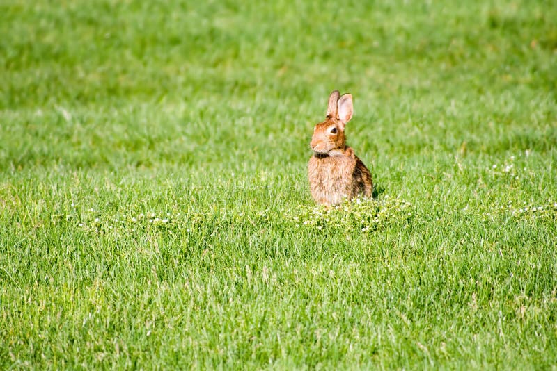Rabbit in green field stock image. Image of mammal, legs - 780759