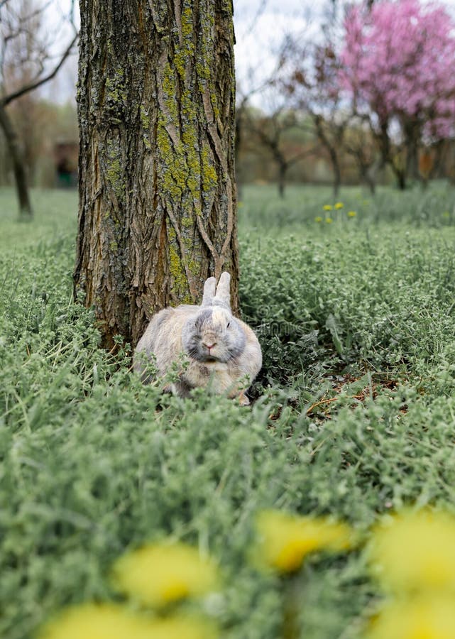 Rabbit in the Green Field, the Grey Hare in Wild Habitat between Trees ...