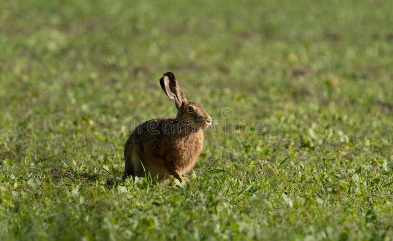 Rabbit in a Green Field on a Sunny Day Stock Photo - Image of animal ...