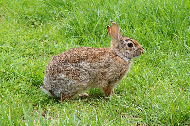Rabbit. stock image. Image of encounter, green, hare - 53203771
