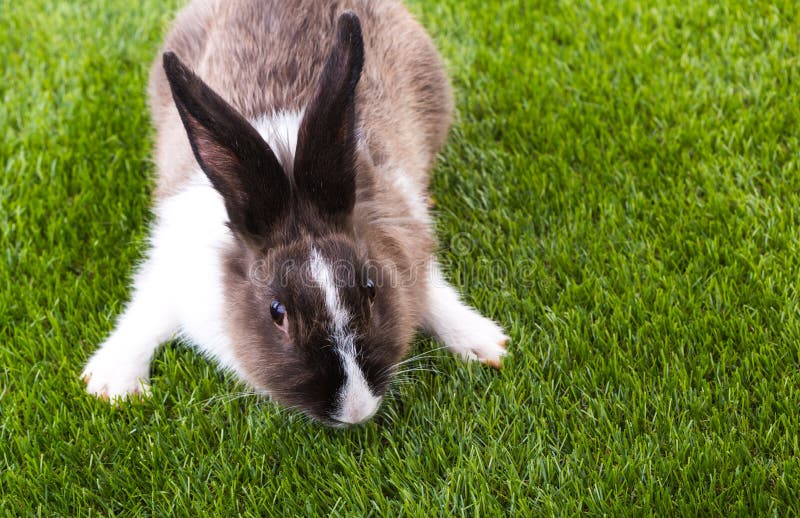 Rabbit in green grass stock photo. Image of hare, friendly - 51980370