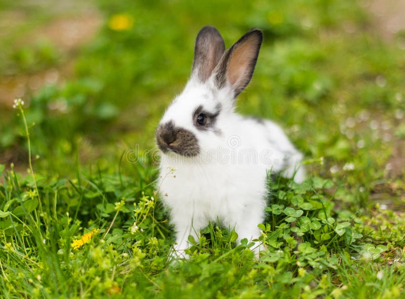 Rabbit in Green Grass on the Farm Stock Photo - Image of eared ...