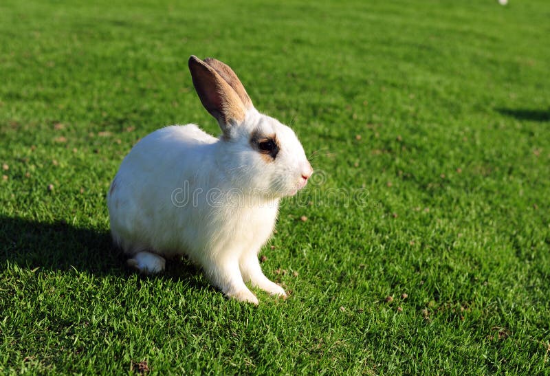 Rabbit in a green grass stock photo. Image of cute, cautious - 40362392
