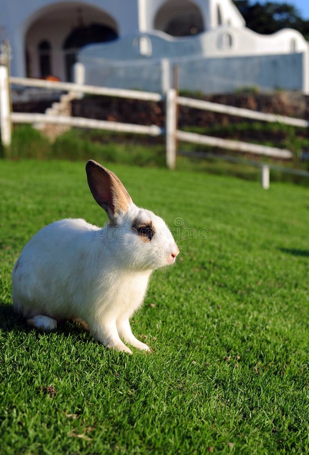 Rabbit in a green grass stock image. Image of breed, eating - 40270199