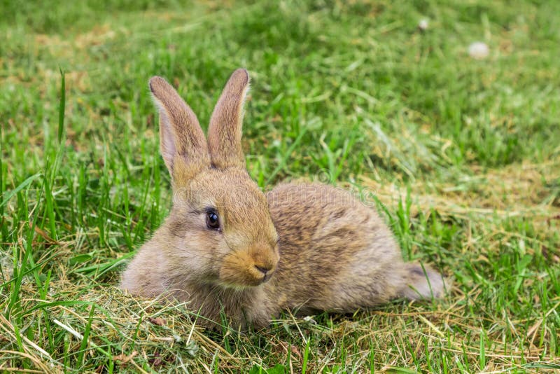 Rabbit is lying on grass stock photo. Image of herbivore - 121836784