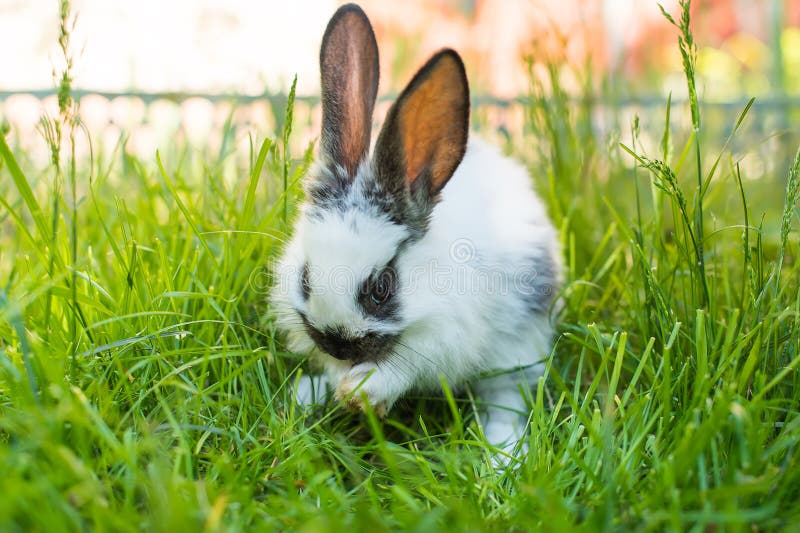 Rabbit in the green grass stock image. Image of baby - 67057093