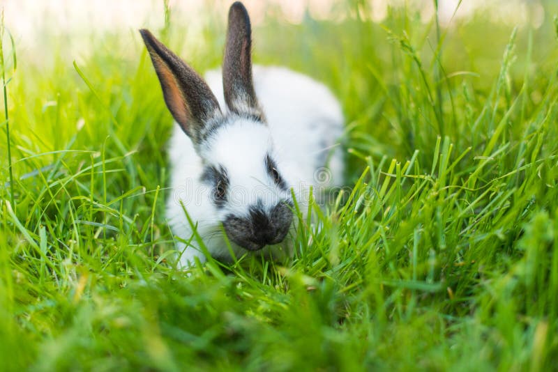 Rabbit in the green grass stock photo. Image of immature - 67057728