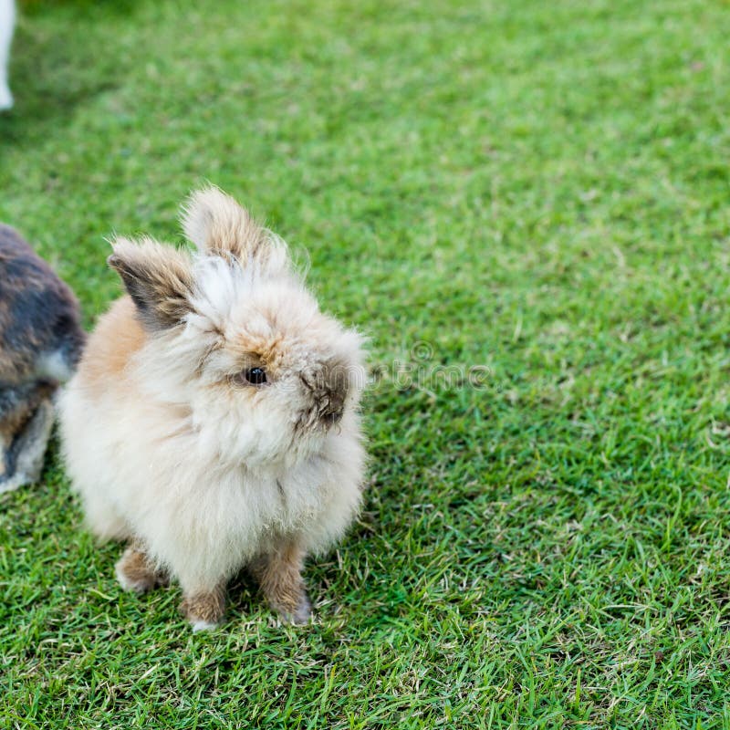 Rabbit on Green Grass Outdoor. Stock Image - Image of green, eating ...
