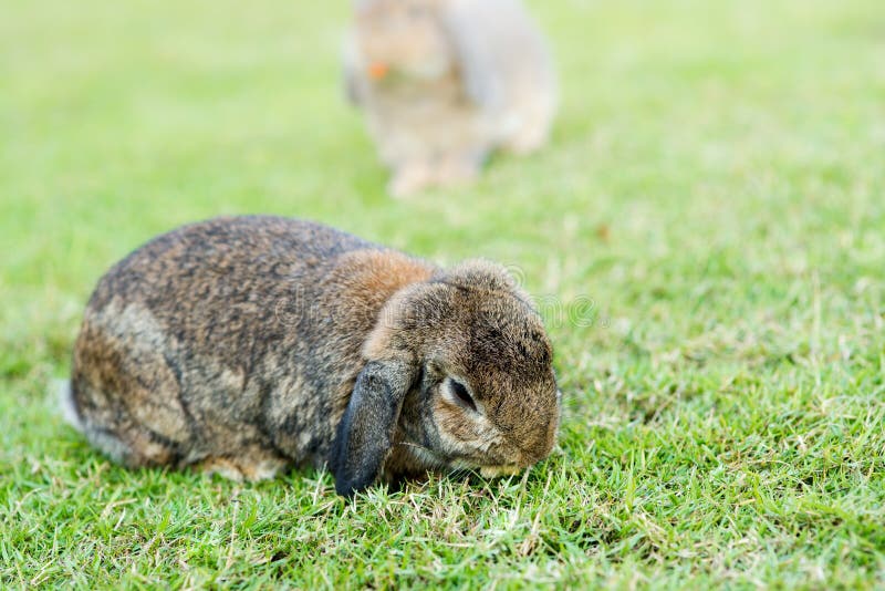 Rabbit on Green Grass Outdoor Stock Image - Image of group, farm: 107885671