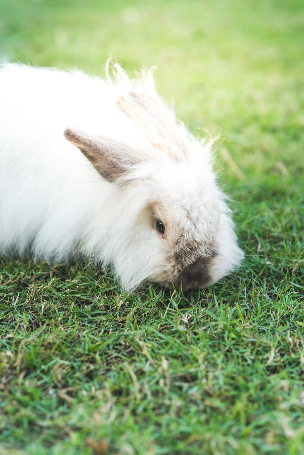 Rabbit on Green Grass Outdoor Stock Image - Image of eating, april ...