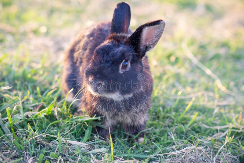 Rabbit on green grass stock photo. Image of rodent, meadow - 133727478