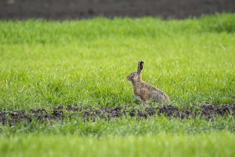 Rabbit on green grass stock image. Image of food, rabbit - 109362661