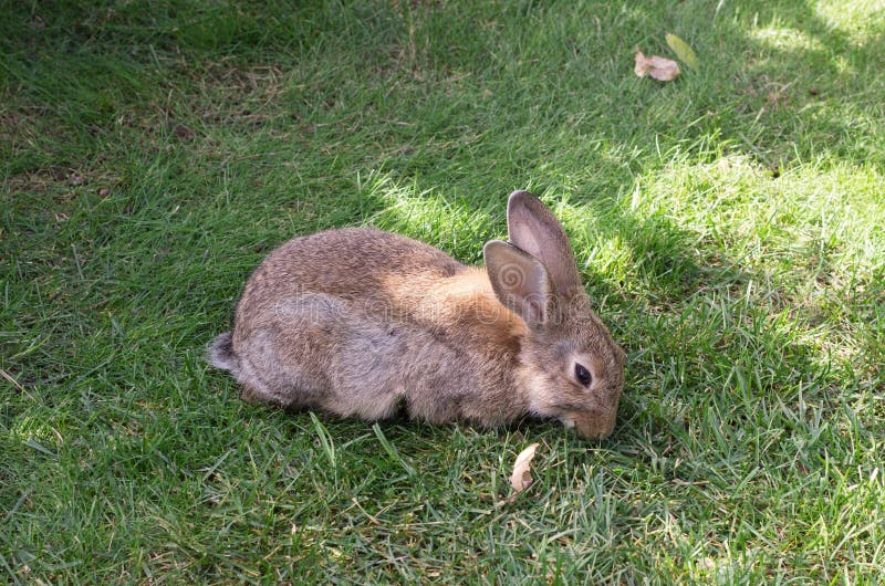 Rabbit on a green grass stock photo. Image of fluffy - 164042058