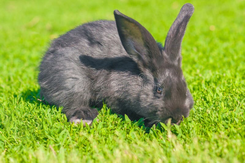 Rabbit on green grass. stock photo. Image of lawn, field - 119352908