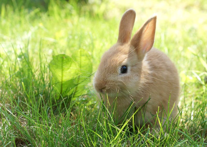 Rabbit on green grass stock image. Image of beautiful - 107594301
