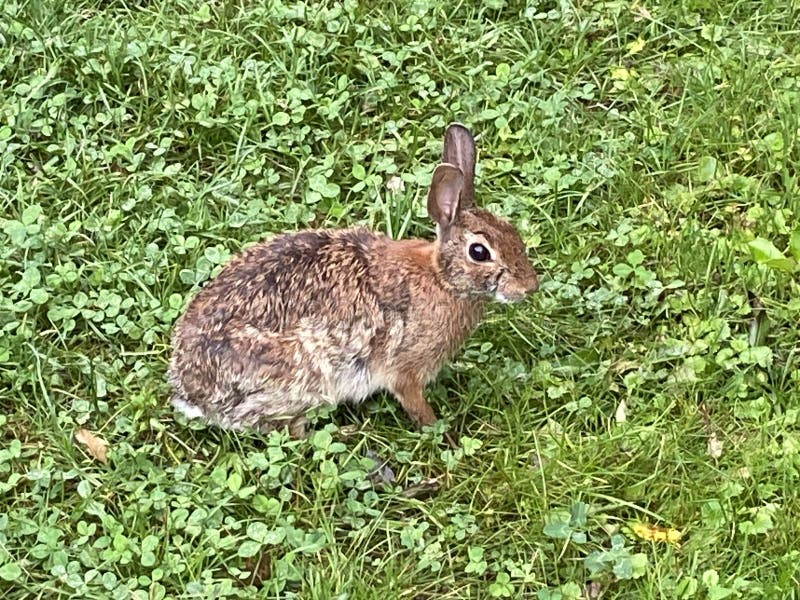Rabbit in the Green Grass in Spring in June Stock Photo - Image of ...