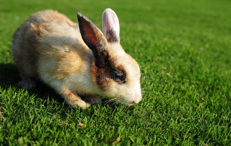 Rabbit in a green grass stock photo. Image of gray, daisies - 40768632