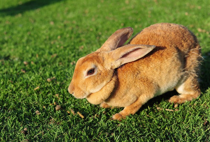 Rabbit in a green grass stock image. Image of creature - 40768809