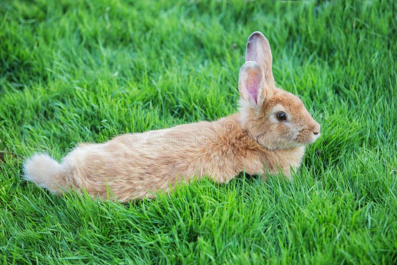 Rabbit on green lawn stock image. Image of lawn, hare - 59237693