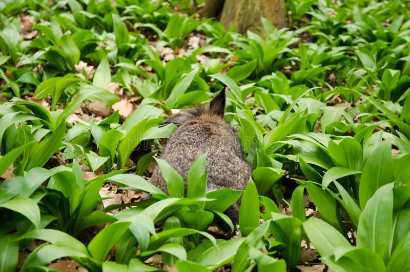 Rabbit and green leaves stock photo. Image of brown - 248045772