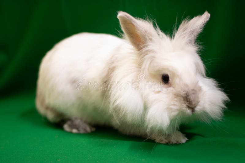 125 Rabbit Green Screen Stock Photos - Free & Royalty-Free Stock Photos ...