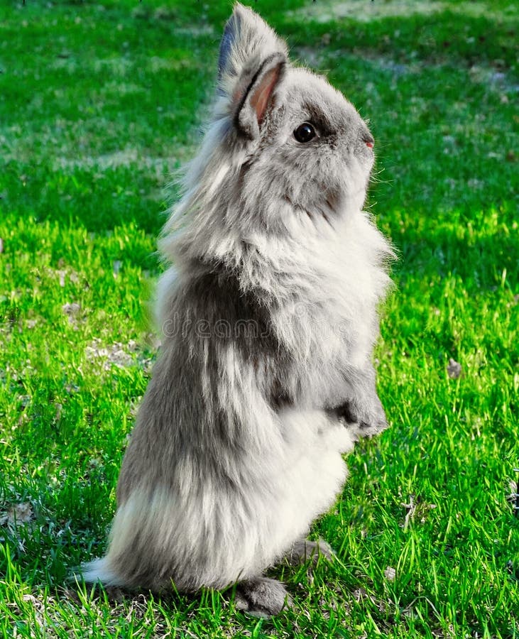 295 Rabbit Standing Hind Legs Stock Photos - Free & Royalty-Free Stock ...