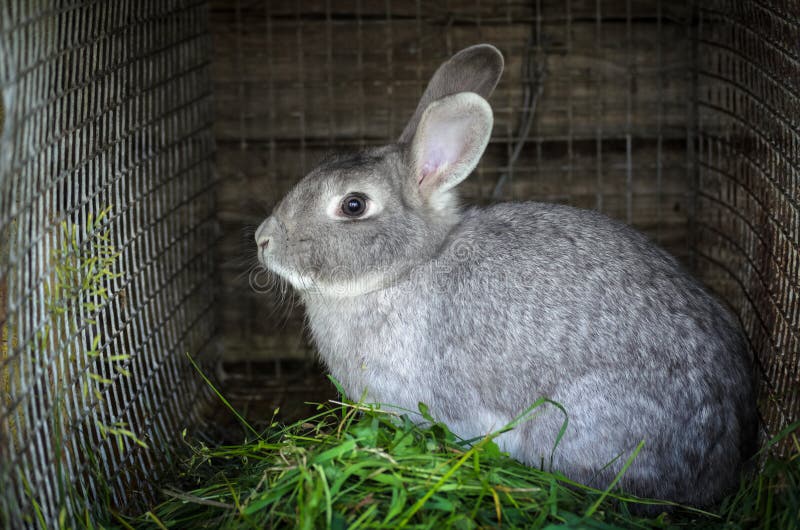 Rabbit of grey color stock image. Image of green, mammal - 45957905