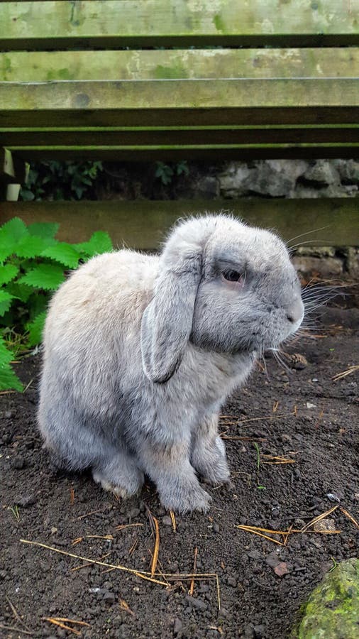 Rabbit stock image. Image of ears, leaves, garden, rabbit - 102614341