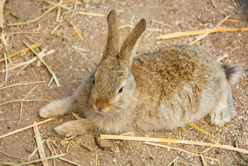 Rabbit lay on ground stock photo. Image of lying, nature - 42187296