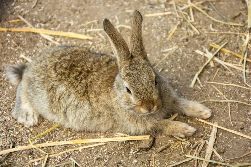 Rabbit on the ground stock photo. Image of grass, conservation - 107016058
