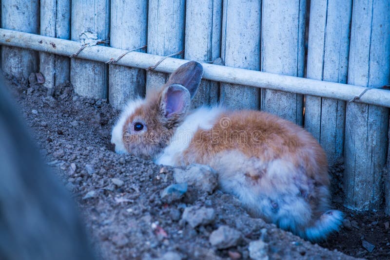 A rabbit on ground stock image. Image of furry, spring - 263711905
