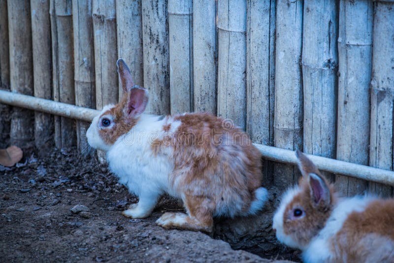 Rabbit on the ground stock photo. Image of yard, cute - 278975514