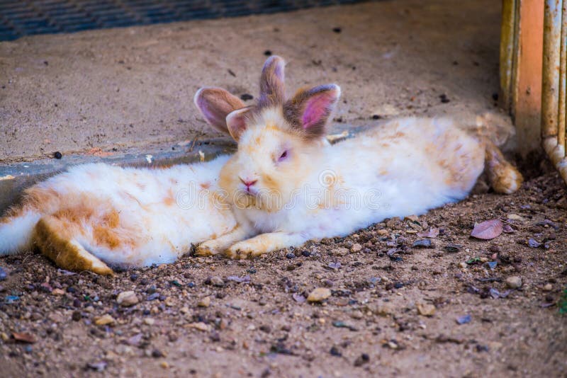 Two rabbits on ground stock photo. Image of garden, small - 263711888