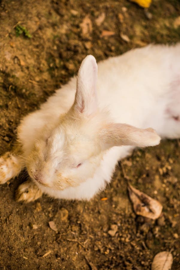 White rabbit on ground stock image. Image of white, yard - 263711889