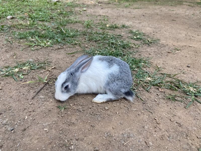 360 Wild Rabbit Hopping Stock Photos - Free & Royalty-Free Stock Photos ...