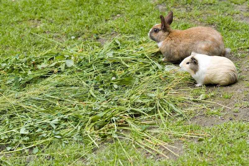 Rabbit and guinea pig stock image. Image of meal, grass - 4989025