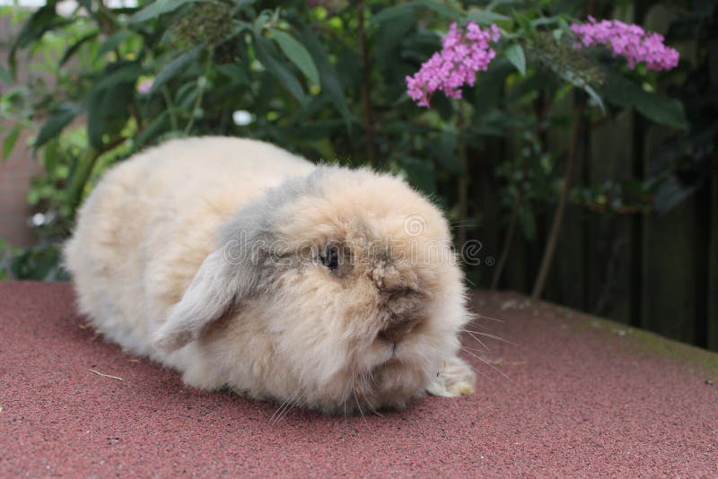 Teddy Widder Stock Photos - Free & Royalty-Free Stock Photos from ...