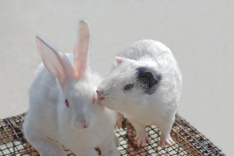 Rabbit and hamster stock image. Image of funny, kissing - 7651151