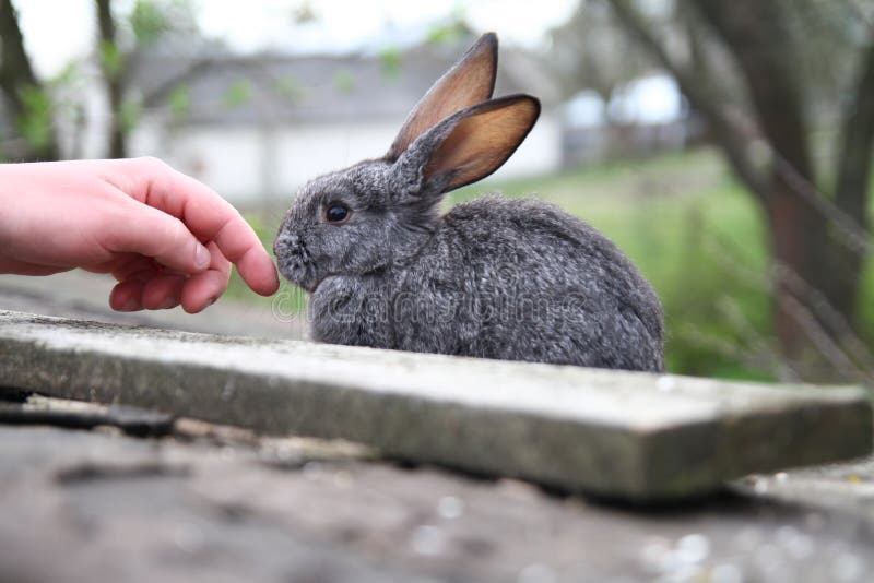 Rabbit with hand stock image. Image of grass, lawn, funny - 49057597