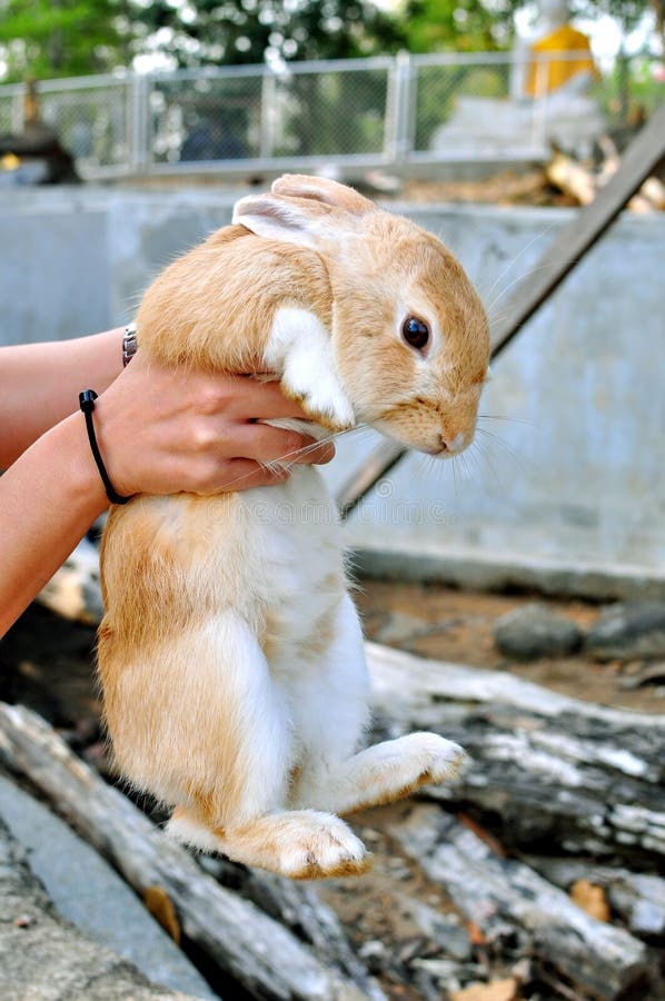 Rabbit on hand stock photo. Image of easter, fauna, black - 51053568