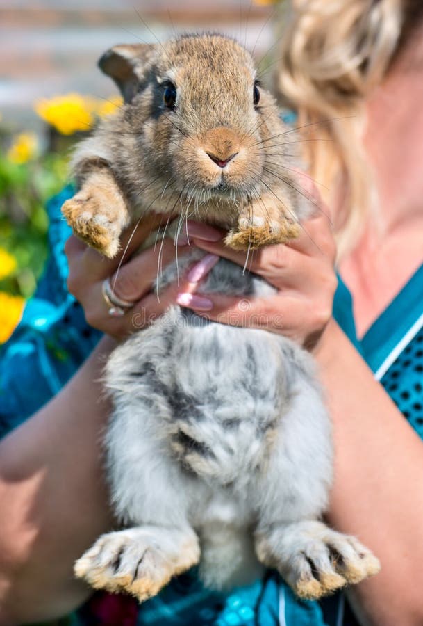 Rabbit on hand stock photo. Image of fingers, outdoors - 97218600