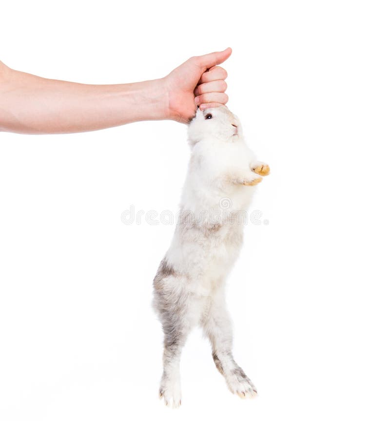 Rabbit in hand stock image. Image of farm, little, ears - 48060249