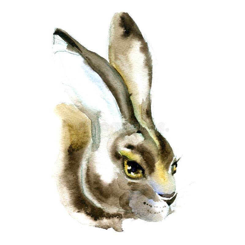 Rabbit Hand Painted Watercolor Illustration Isolated on White ...