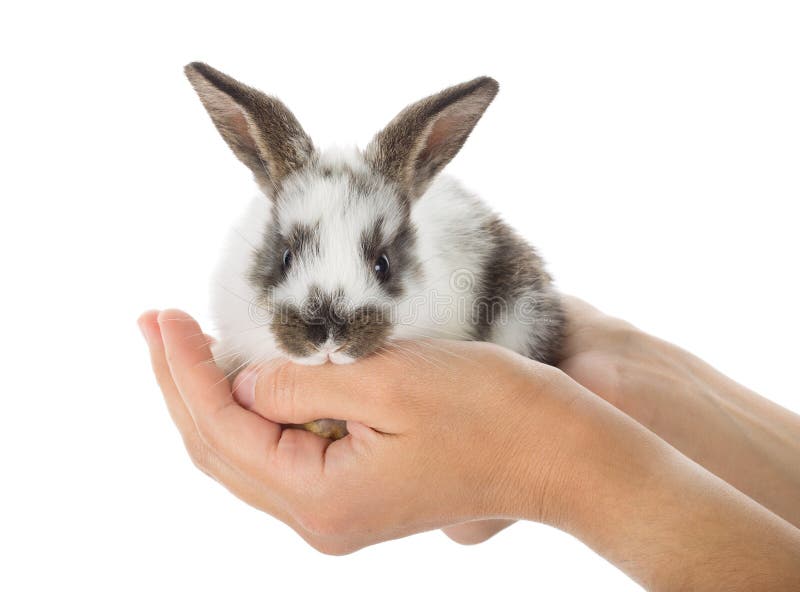 Baby rabbit eating stock photo. Image of cute, rabbit - 6478498