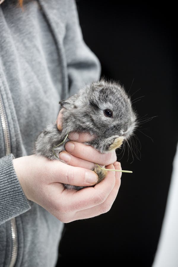 Rabbit in hands stock image. Image of vertebrate, girl - 112750805